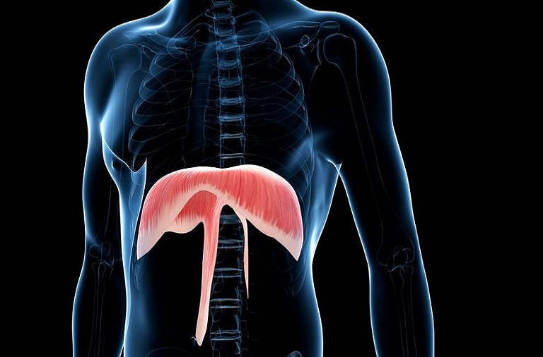 Le diaphragme : Un muscle aux fonctions surprenantes